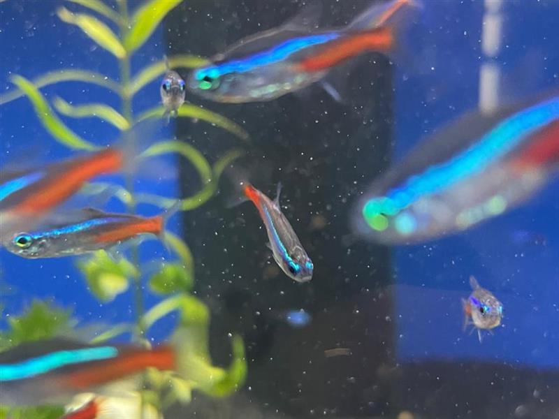 Neonsalmler - Paracheirodon innesi - L