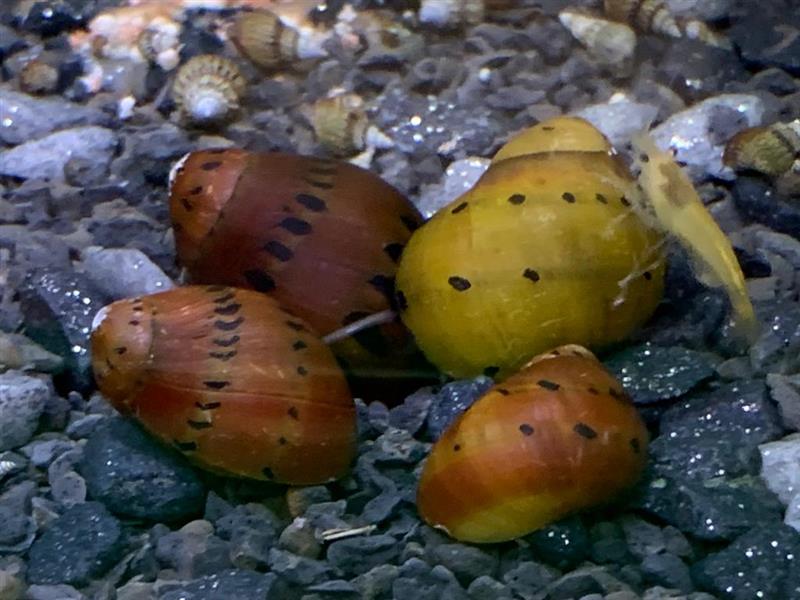 Rennschnecken red union - Vittina sp.