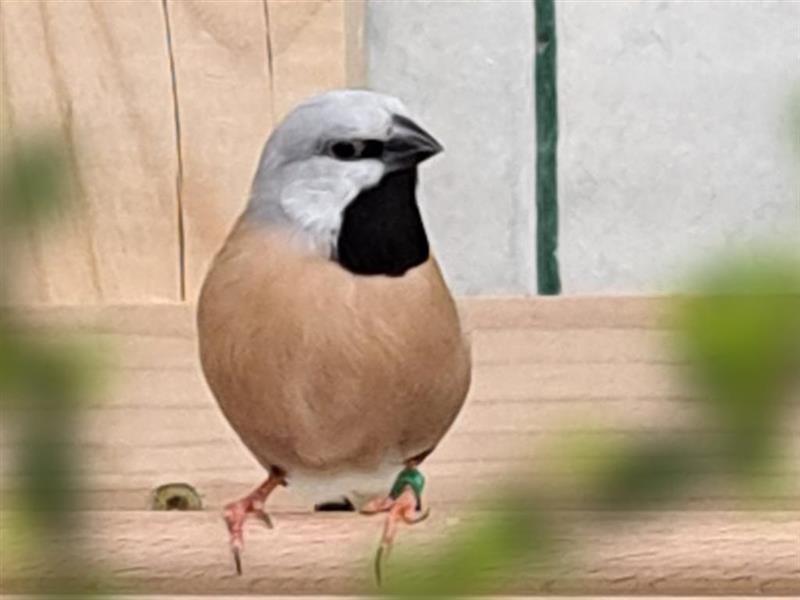 Gürtelgrasfink - Poephila Cincta