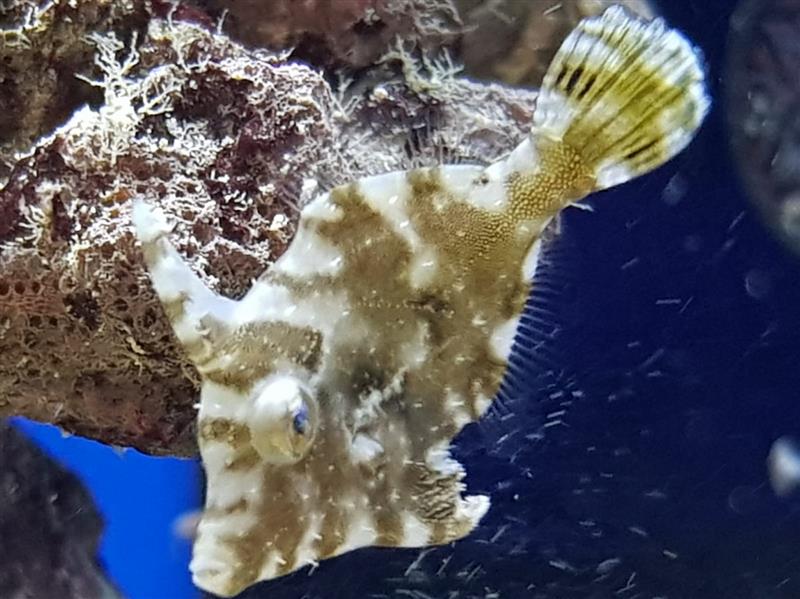 Seegras-Feilenfisch - Acreichthys tomentosus - M