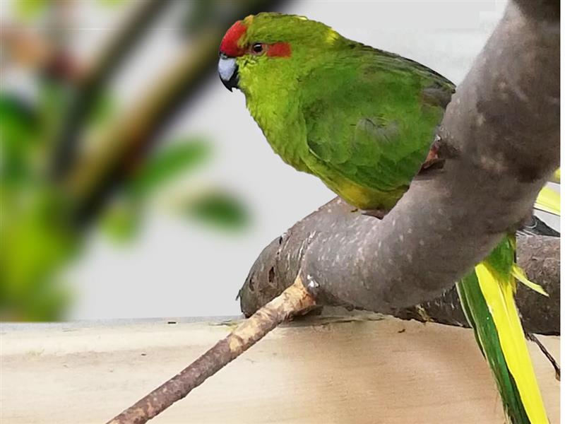 Ziegensittich grün - Cyanoramphus novaezelandi